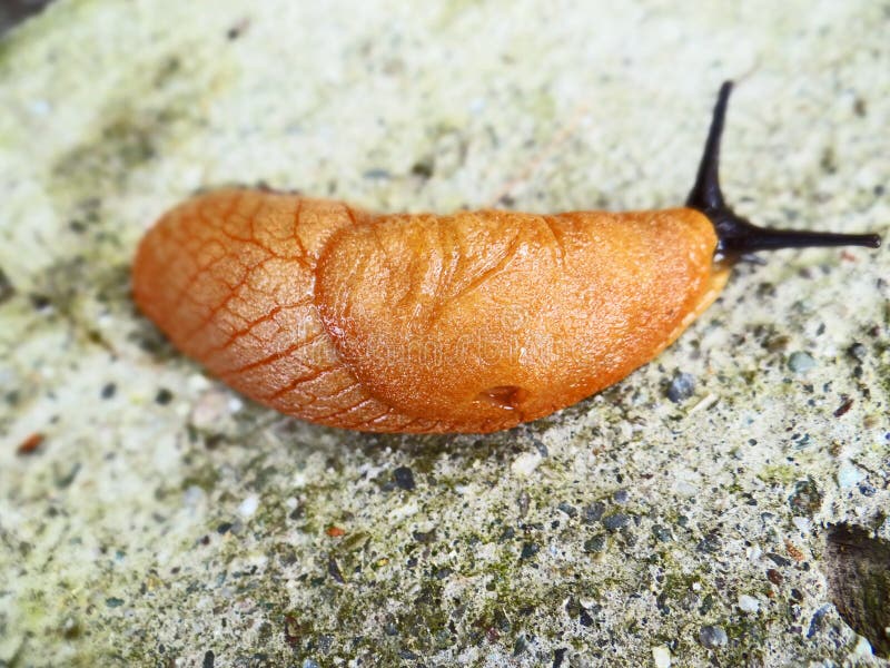 Leech the bloodsucker worm stock photo. Image of bloodletting - 129923264