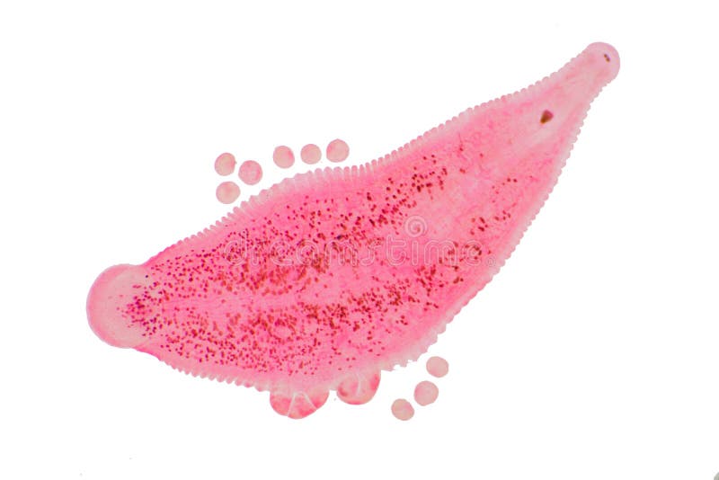 Leech of Cattle and Other Grazing Animals Stock Image - Image of blood ...