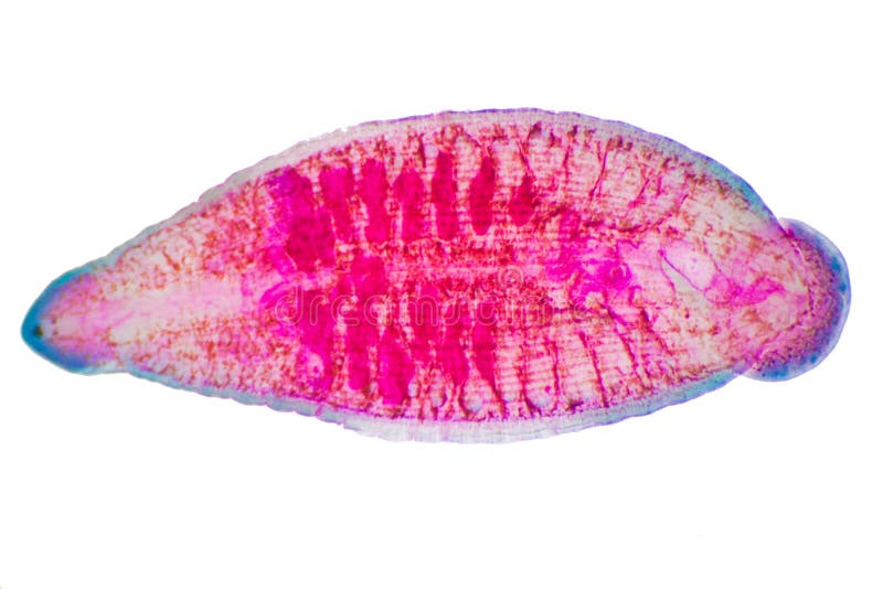 Leech of Cattle and Other Grazing Animals. Stock Photo - Image of ...