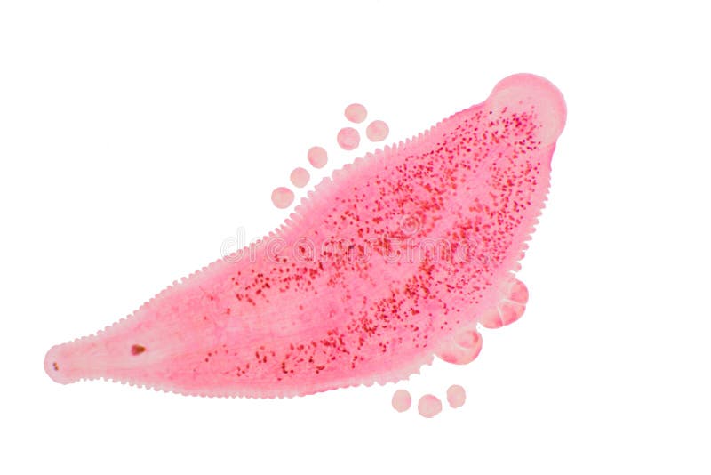 Leech of Cattle and Other Grazing Animals. Stock Image - Image of blood ...