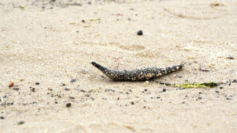 Leech crawling in the sand stock footage. Video of disgusting - 225021934