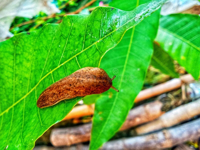 A Leech Crawls on the Leaves Stock Image - Image of plant, arthropod ...