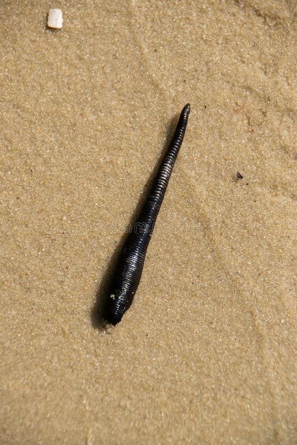 A Leech Crawls on the Yellow Wet Sand Stock Photo - Image of nature ...