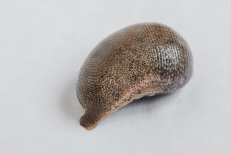 Leech Isolado Em Fundo Branco Foto de Stock - Imagem de hospital ...