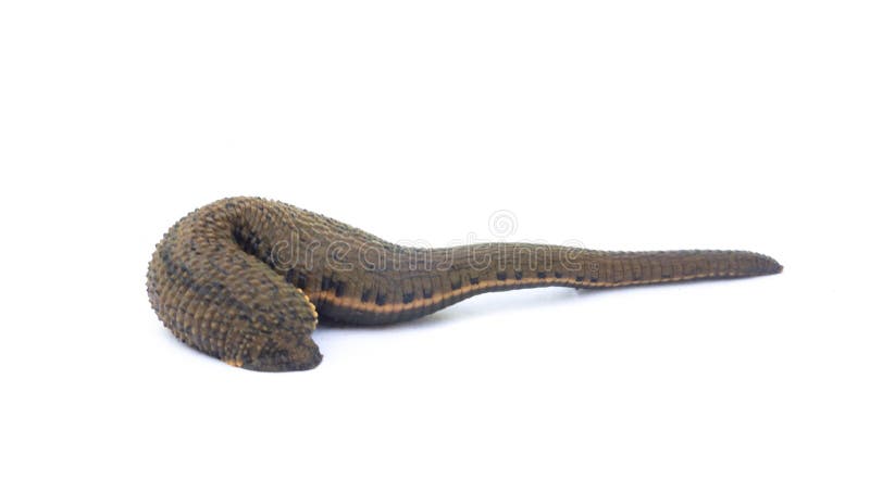 575 Leech Isolated Stock Photos - Free & Royalty-Free Stock Photos from ...