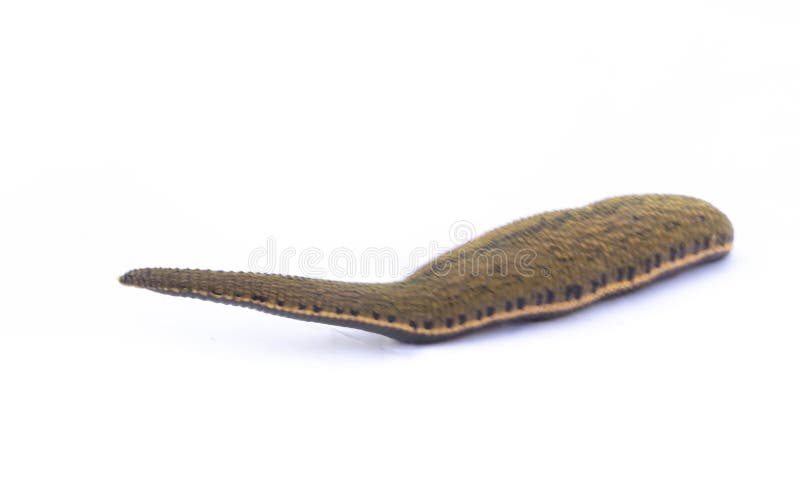 Leech Isolated On White Background Stock Photo - Image of biology ...