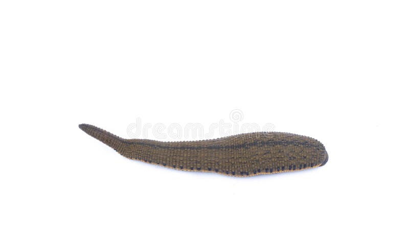 Leech Isolated On White Background Stock Photo - Image of biology ...