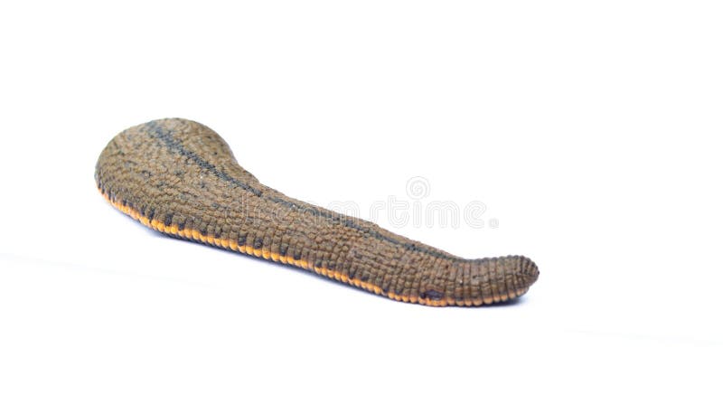 Leech Isolated on White Background. Stock Photo - Image of isolated ...