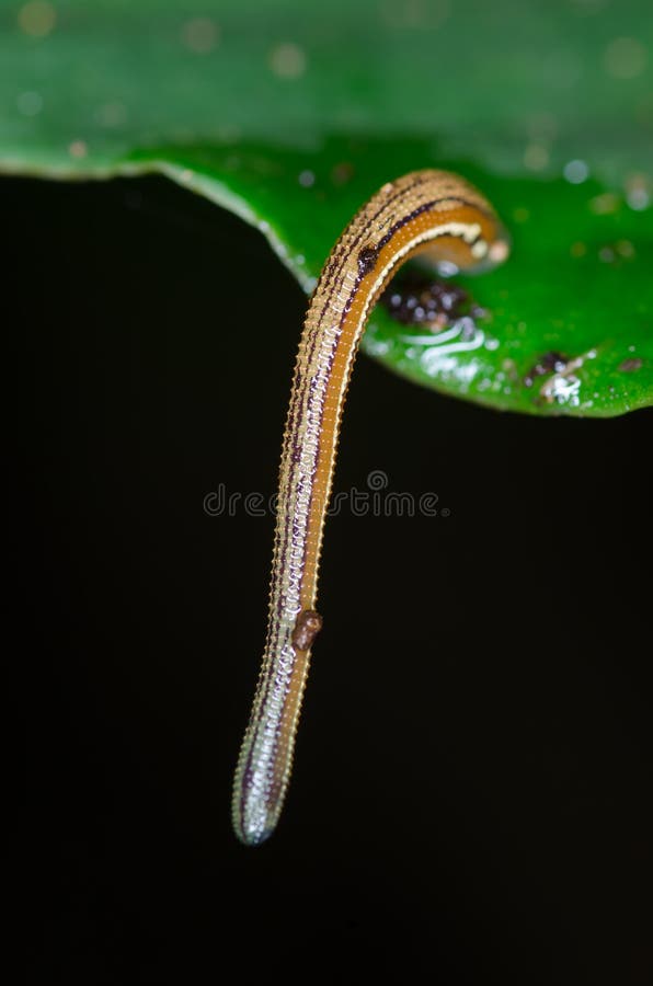 Glow worm stock photo. Image of noctiluca, bioluminescence - 56581566