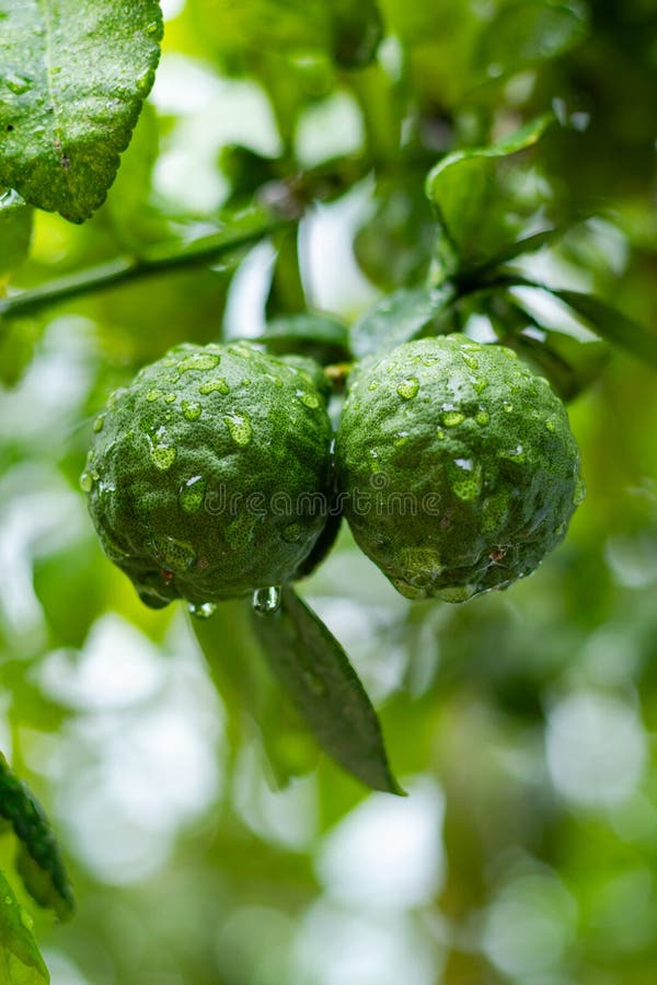 Leech Oranges or Bergamot Fruit Hanging from the Tree after the Rain ...