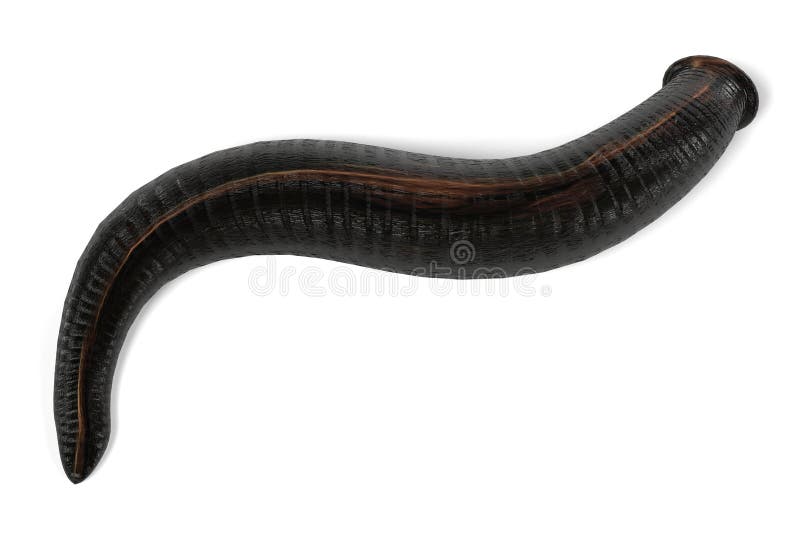 Leech Stock Illustrations – 631 Leech Stock Illustrations, Vectors ...