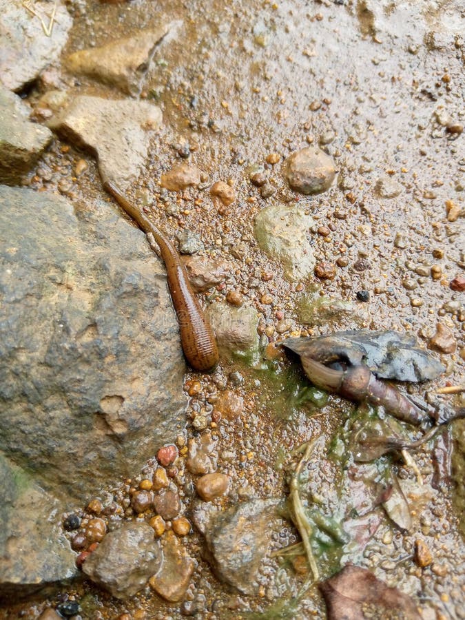 A Leech with a Shiny Brown Color Was Near the Rock Stock Image - Image ...