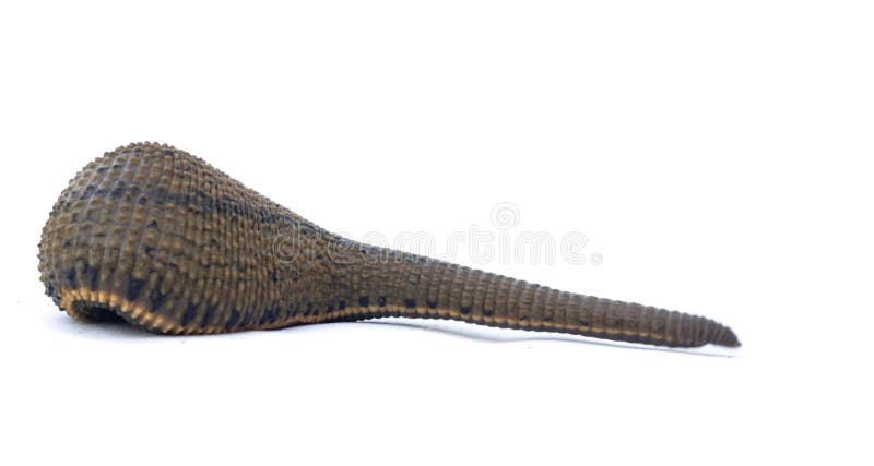 Leech on white background stock image. Image of background - 133592185