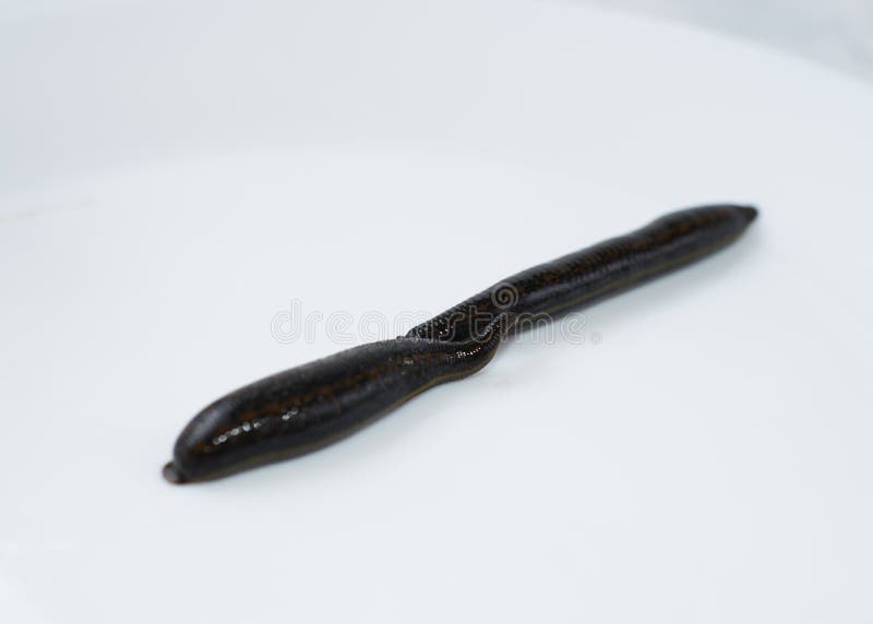 Medical Leech on White Background Close Up Stock Photo - Image of ...