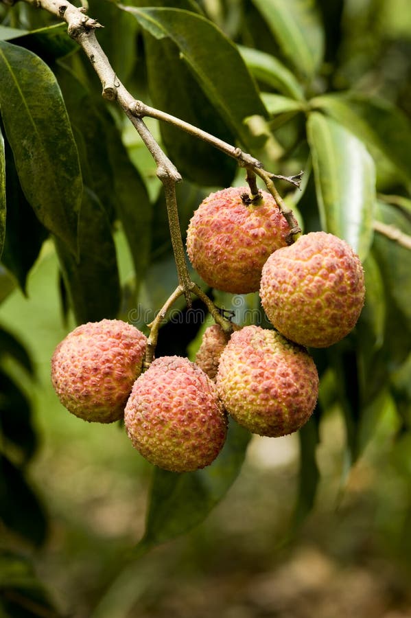 Leechee, stock image. Image of hainan, sweet, tropical - 28927979