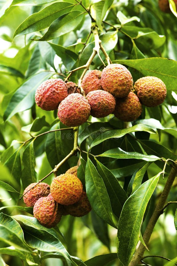 Leechee, stock photo. Image of fruit, asia, fresh, food - 28928114