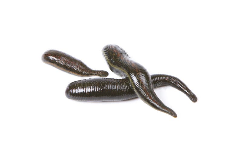 Leech isolated on white stock photo. Image of microbiology - 40019088