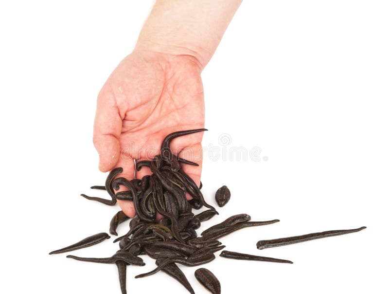 Leech Anatomy Stock Photos - Free & Royalty-Free Stock Photos from ...