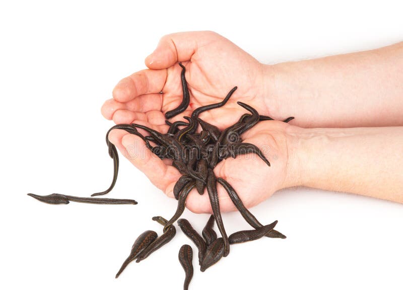 Leech Anatomy Stock Photos - Free & Royalty-Free Stock Photos from ...