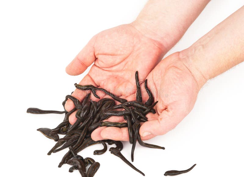 Leeches Stock Images - Download 387 Royalty Free Photos
