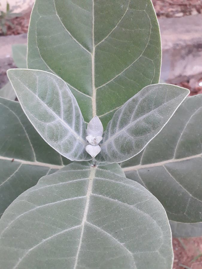 Leef stock photo. Image of madison, leaf, leef, natural - 136078092