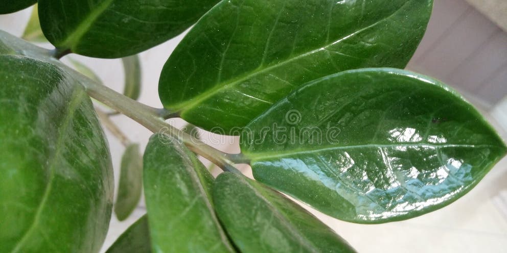 Leef stock image. Image of life, bright, light, leef - 152732267