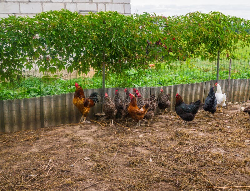 De Eigengemaakte Decoratie Van De Binnenplaatstuin Maakte Om Op Kleine ...