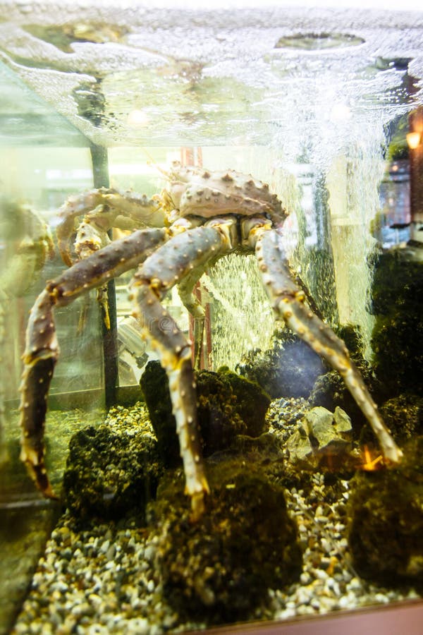 Leef Koningskrab Zit in Het Aquarium in Het Restaurant Bea Stock ...