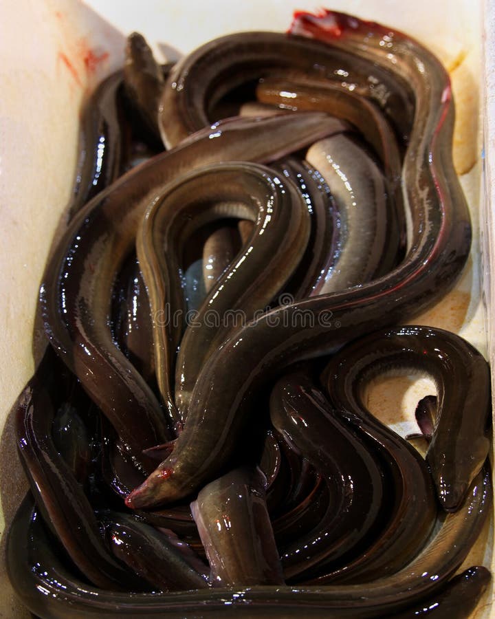 Leef palingen stock afbeelding. Image of markt, exotisch - 29526359