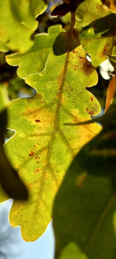 Leef in sun 🌞 stock image. Image of sunlight, shrub - 261214263