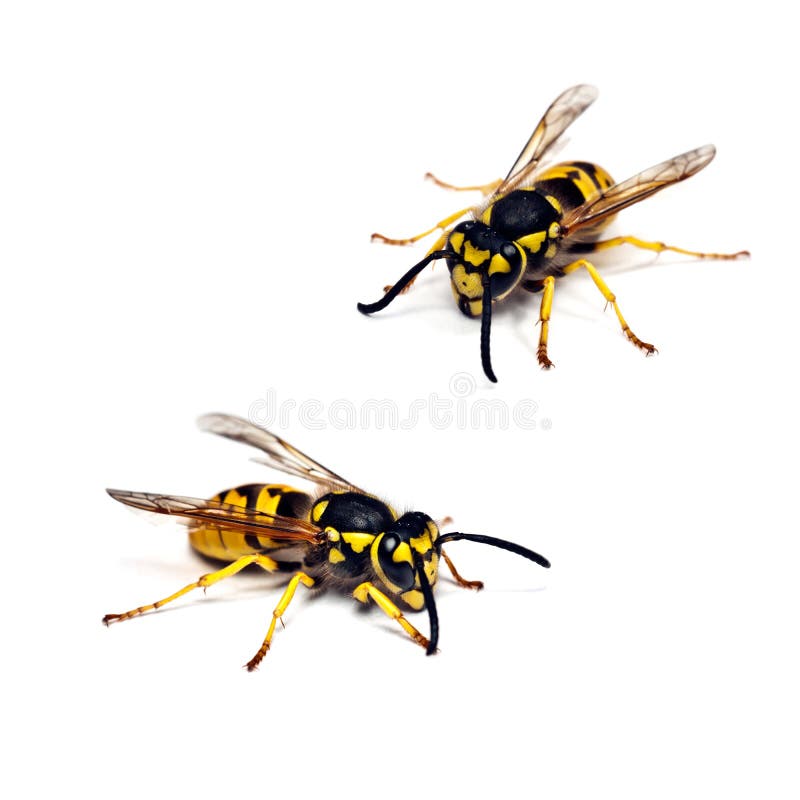 Wesp Op Een Witte Achtergrond, De Verwonde Vliegende Wilde Bij Van De ...