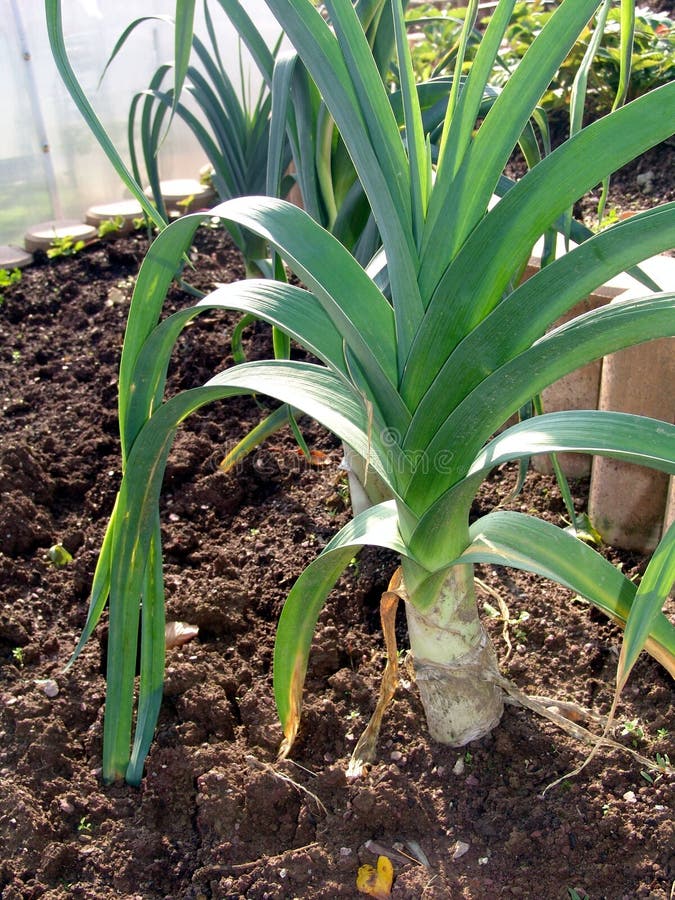 Leek stock photo. Image of wooden, gardening, soil, leek - 10186920