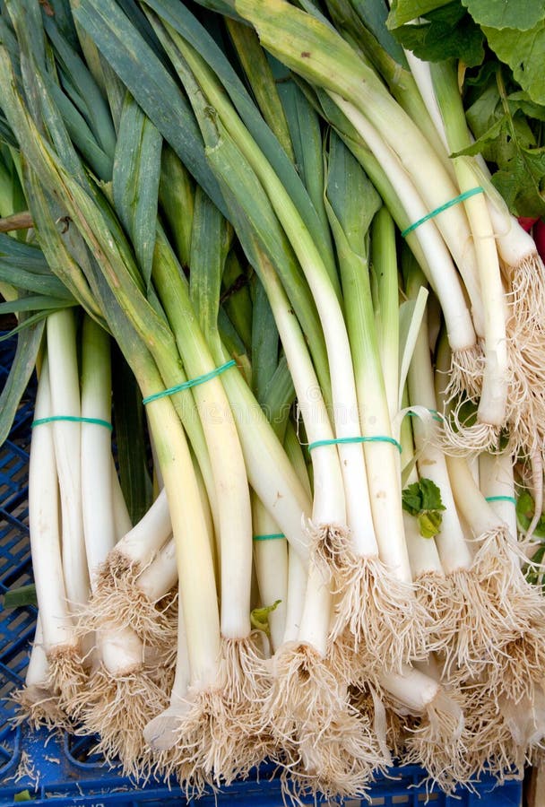Leek stock photo. Image of diet, leek, market, taste - 17534462