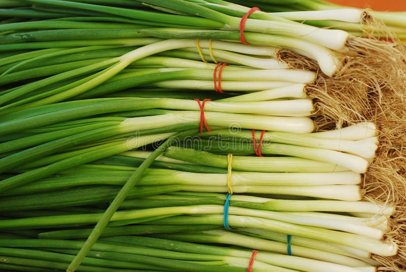 Leek stock photo. Image of healthy, green, plant, onion - 19478206