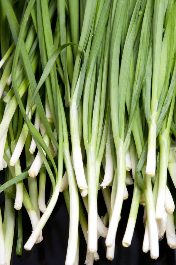 Leek stock image. Image of dieting, drinks, backgrounds - 21261917