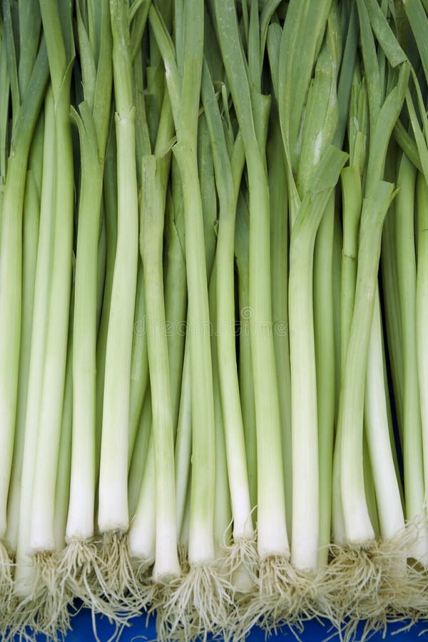 Green leek stock photo. Image of background, healthy - 13433450
