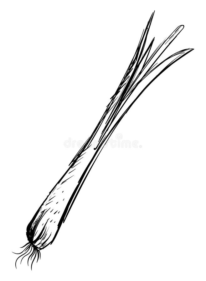 Leek Drawing Stock Illustrations – 1,328 Leek Drawing Stock ...