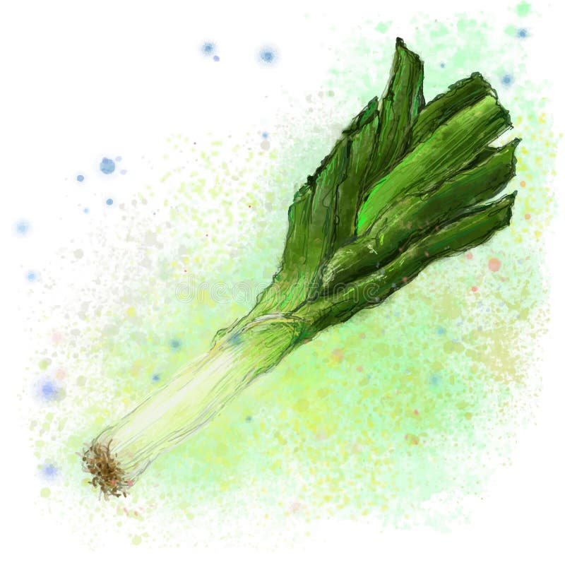 The leek drawn with paints stock vector. Illustration of green - 55156568