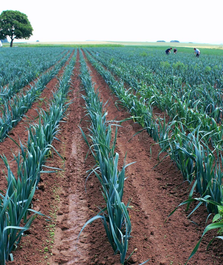 Young leek in the ground stock photo. Image of production - 25492404