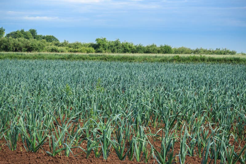 Leek field stock photo. Image of onion, field, farm, ranch - 38200294