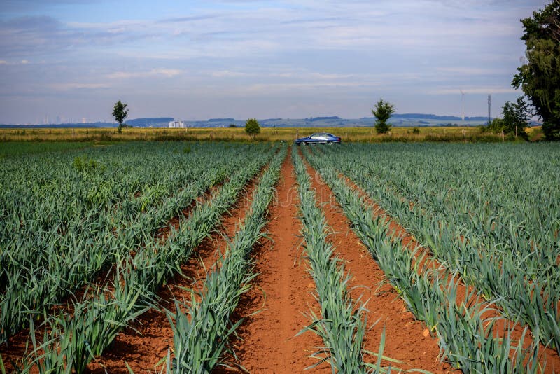 Leek field stock image. Image of leek, leaves, freshness - 38200335