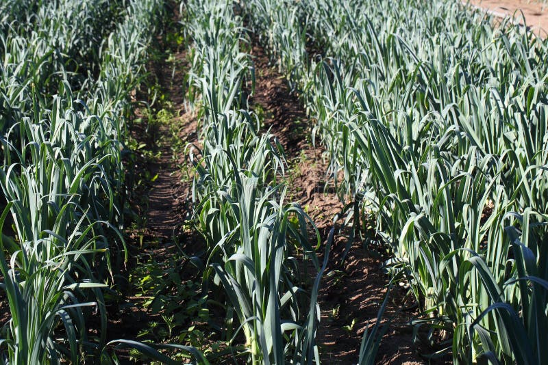 Leek Field stock image. Image of countryside, natural - 73923735