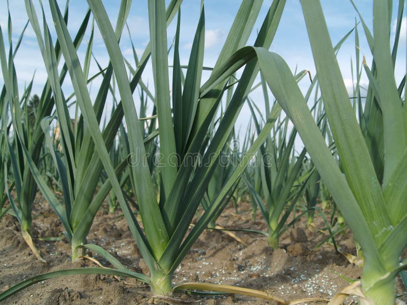 Leek-field with Full Fertilizer Stock Image - Image of cultivation ...