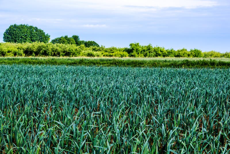 Young leek in the ground stock photo. Image of production - 25492404