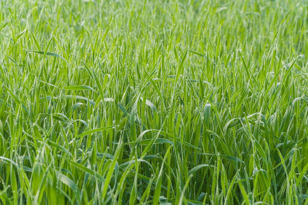 Leek. stock image. Image of landscape, beautiful, leek - 48849731