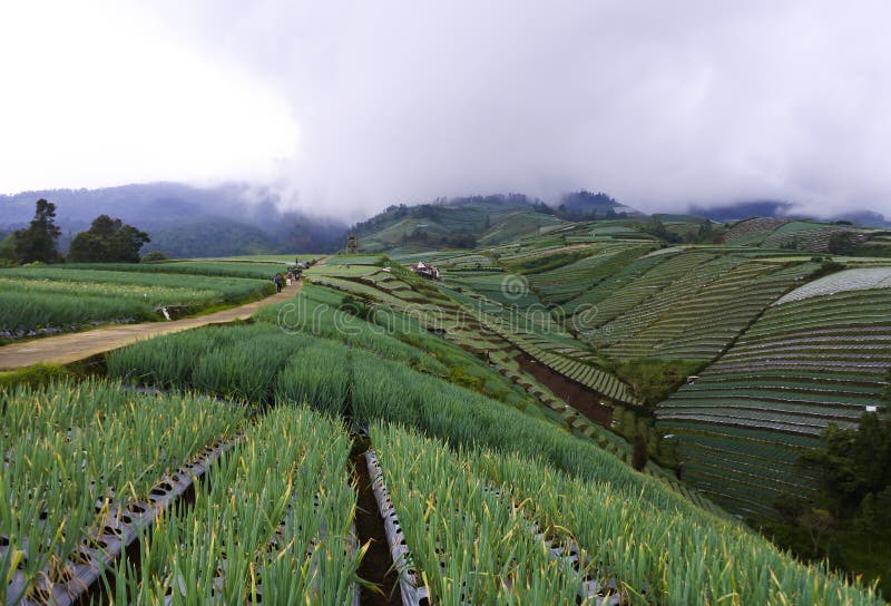 Leek fields stock image. Image of tree, plantation, flower - 215987195