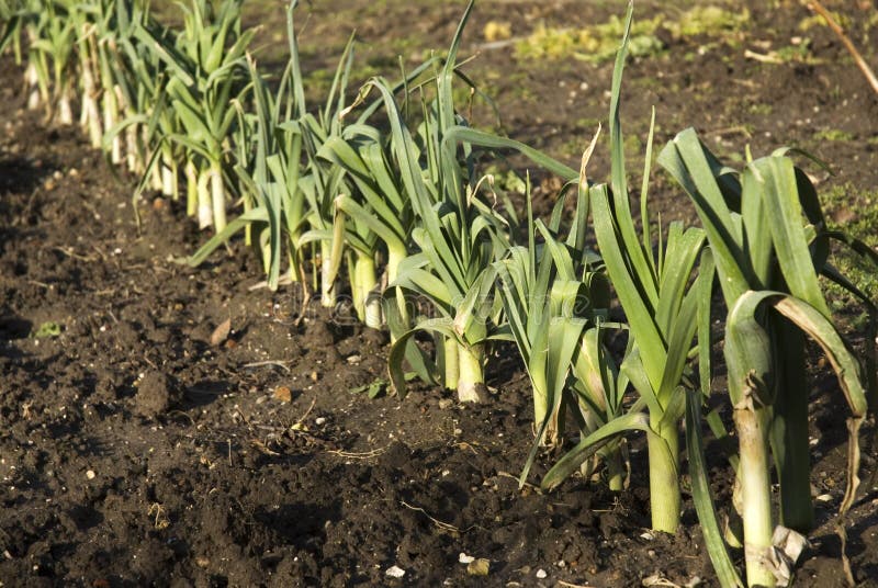 Leek in the garden stock photo. Image of vegetables, winter - 4433294