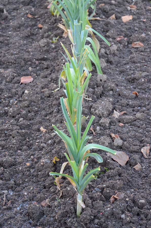 Leek in a garden stock image. Image of onion, grass, green - 63884035