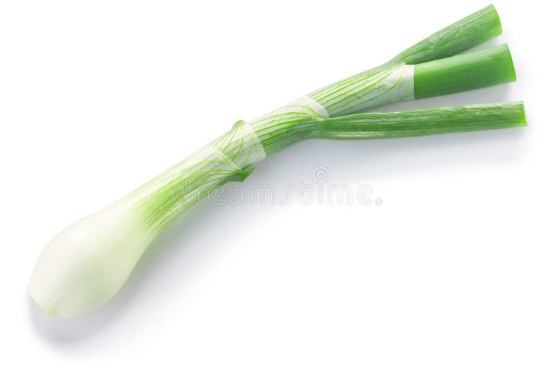 Leek or Green Spring Onion Stem with Bulb Isolated W Clipping Paths ...