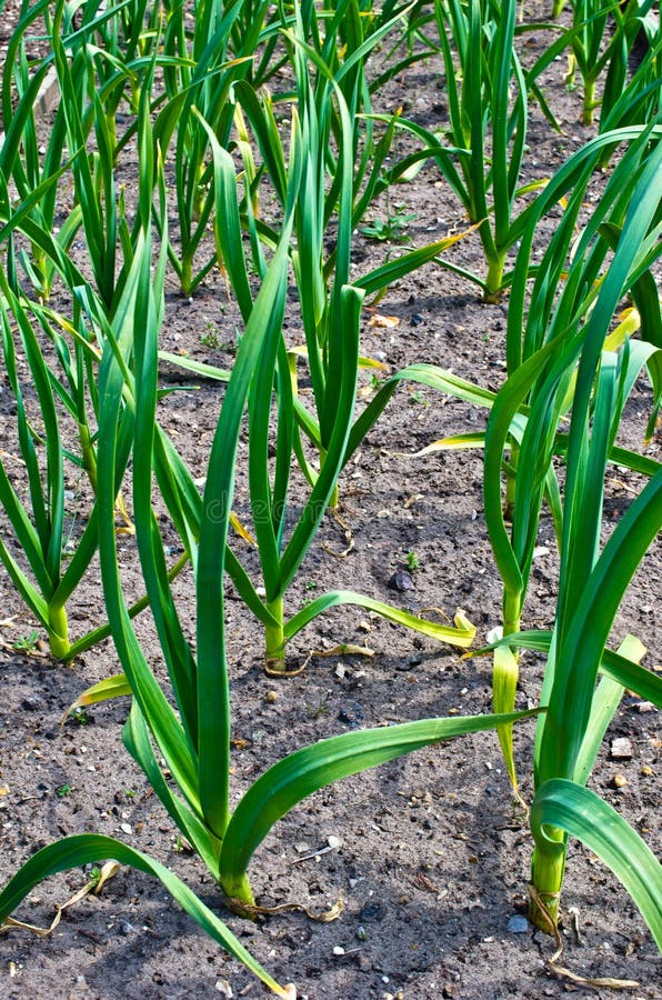 Spring onions stock image. Image of leek, green, leaves - 5235379